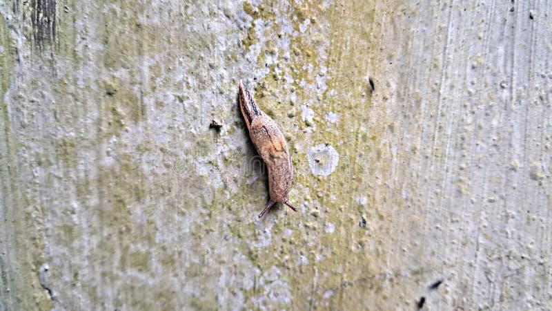 Bodied Molluscs Stock Illustrations – 3 Bodied Molluscs Stock ...