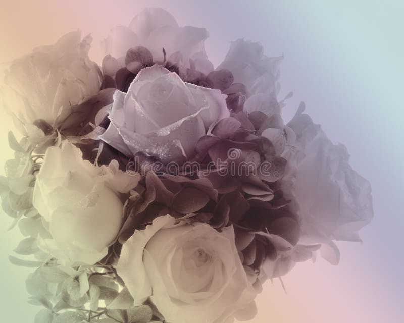 Soft Bouquet of Roses stock image. Image of floral, process - 267829