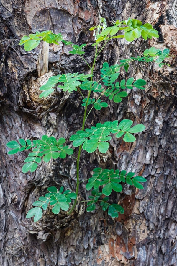 The Soft Branches of Chamchuri Tree Stock Photo - Image of sweet, tree ...