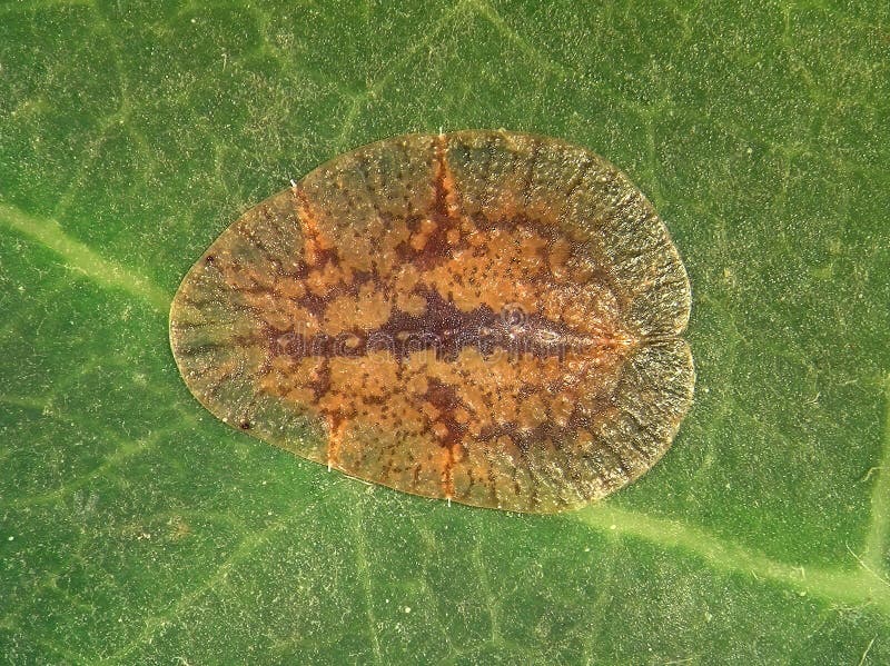 Soft Brown Scale Insect, Coccus Hersperidum Stock Photo - Image of ...