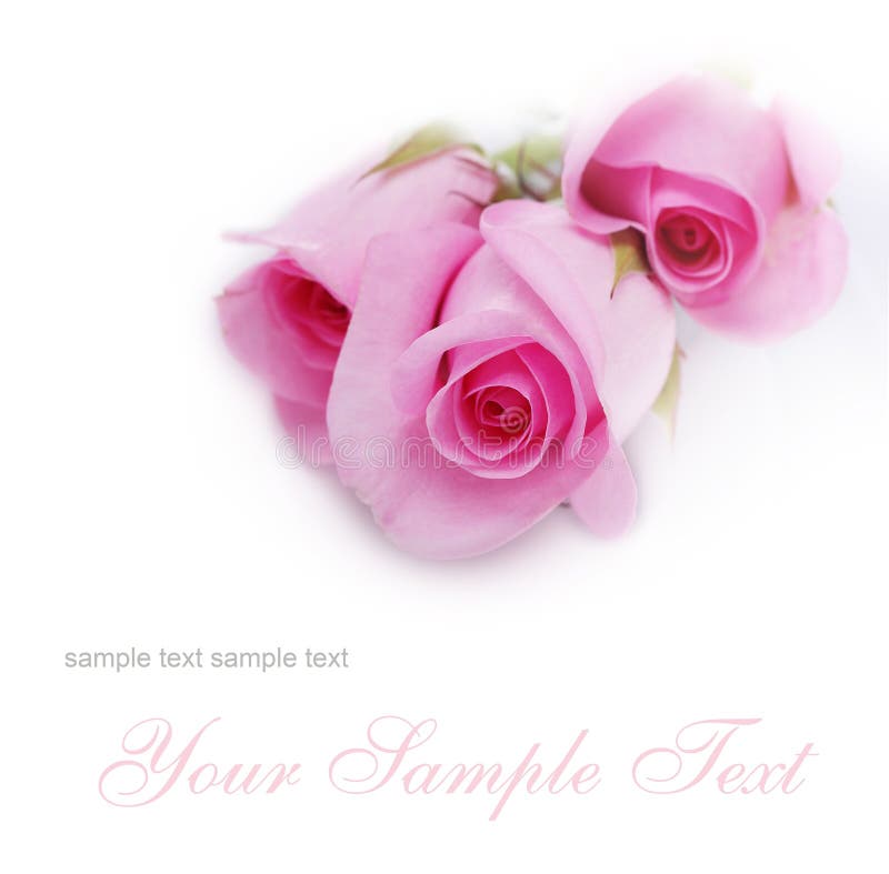 Soft card with roses stock image. Image of flower, pink - 20928095