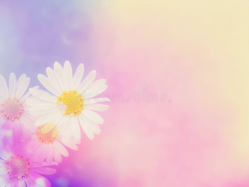 Pink flower stock image. Image of flower, petal, blooming - 18627723