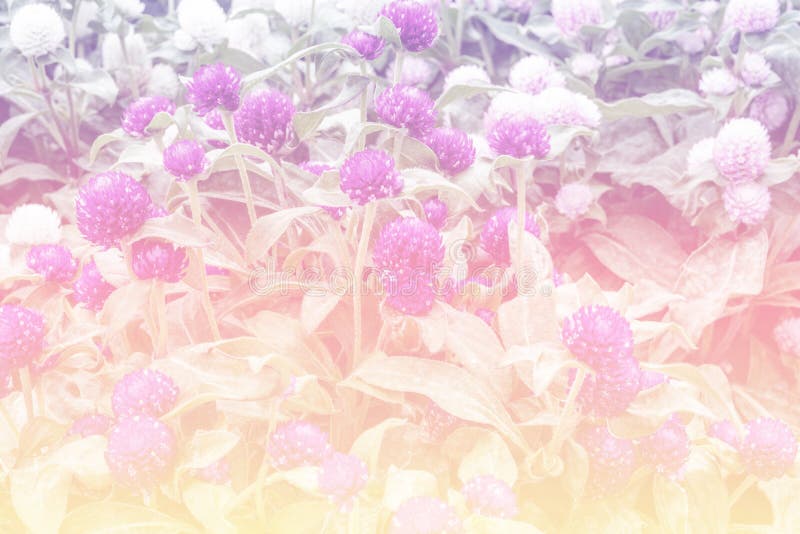 Soft Color Nature Floral Summer Stock Image - Image of stems, branches ...