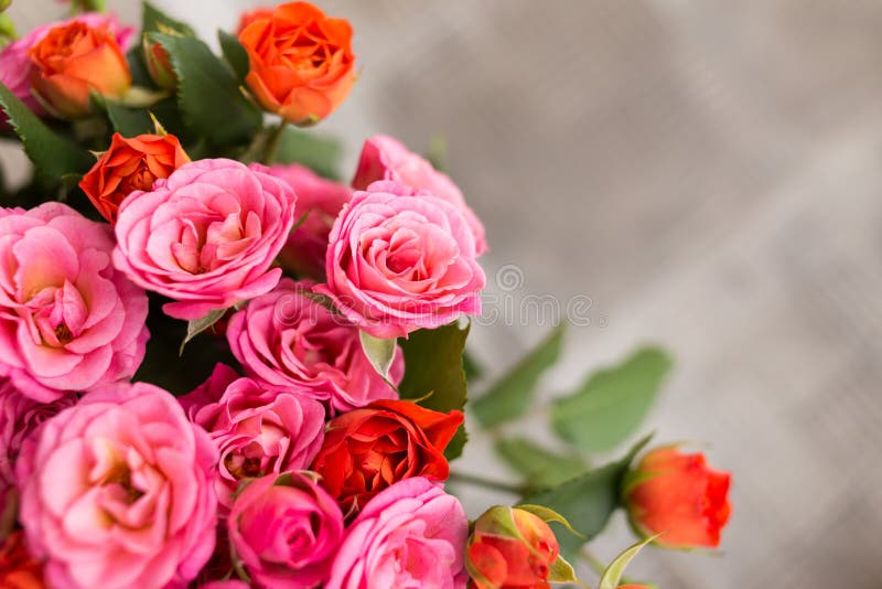 Soft Color Roses Background Stock Photo - Image of blooming, female ...