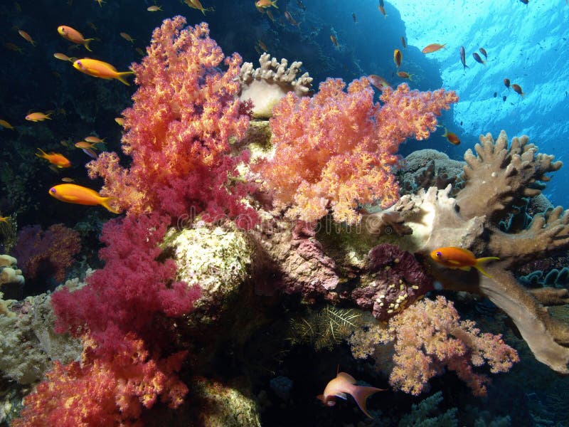 Soft coral stock photo. Image of brother, diving, drift - 12610532