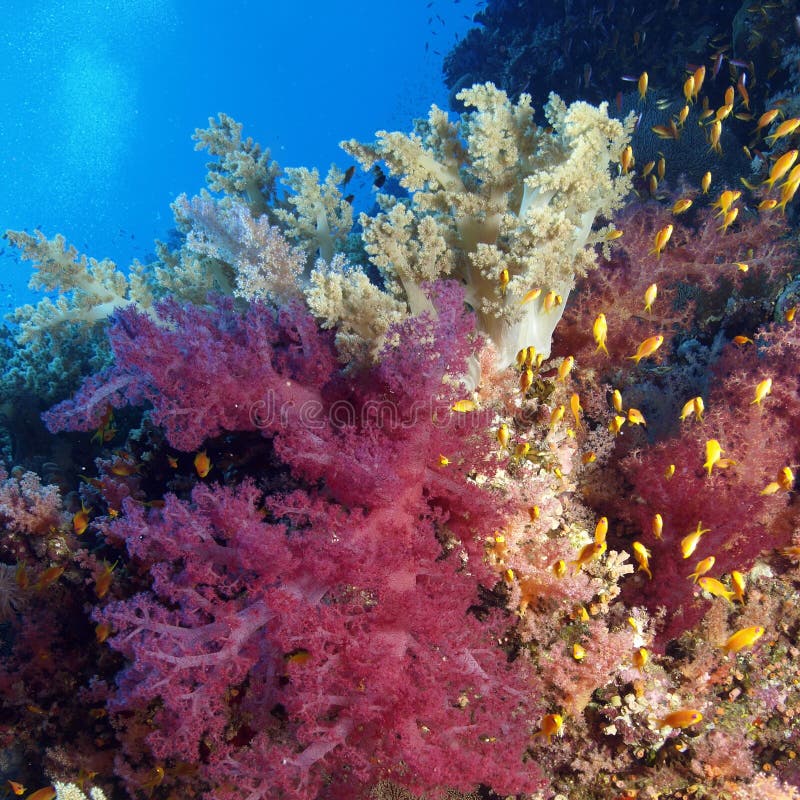 Soft coral stock image. Image of anthias, drop, reef - 12676107