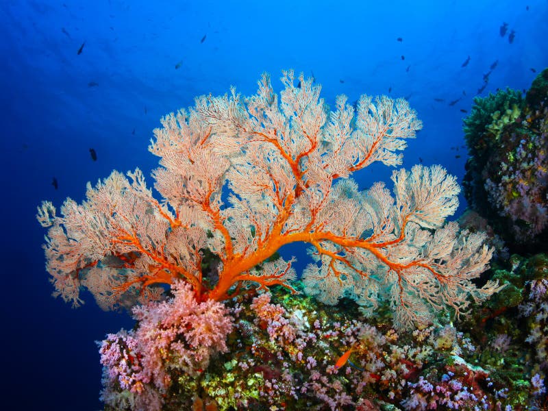 Soft Coral stock image. Image of natural, island, wild - 29040805