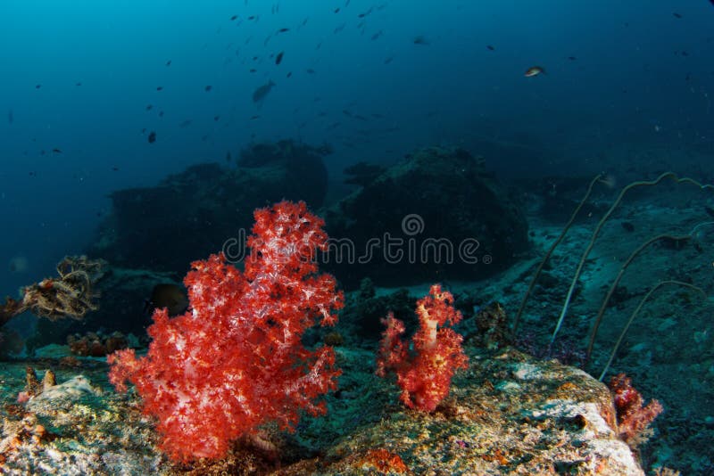 Soft coral - Andaman Sea stock photo. Image of andaman - 21756186