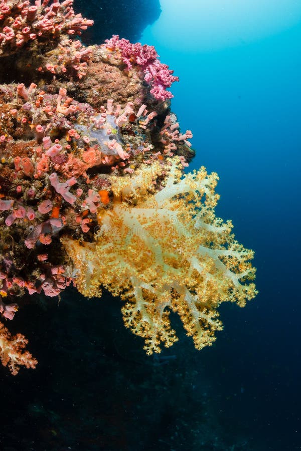 Soft coral stock photo. Image of dahab, exotic, nature - 42297318