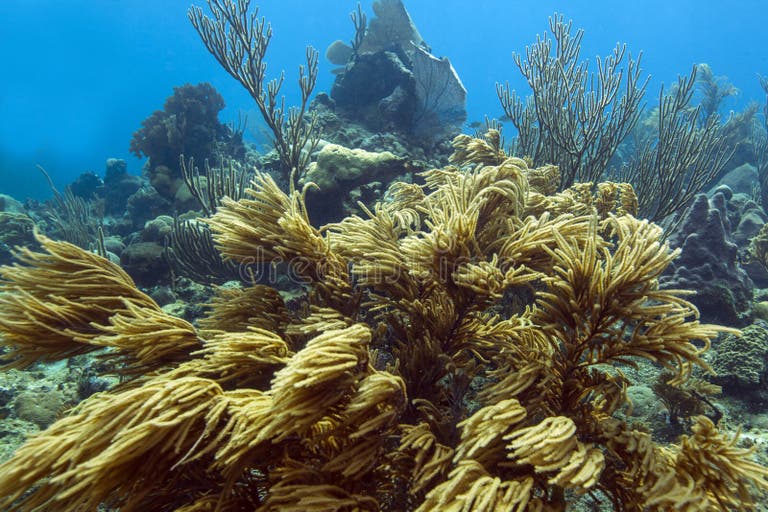 488 Roatan People Stock Photos - Free & Royalty-Free Stock Photos from ...