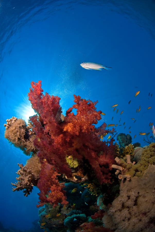 Soft coral close-up stock image. Image of soft, animal - 1790265