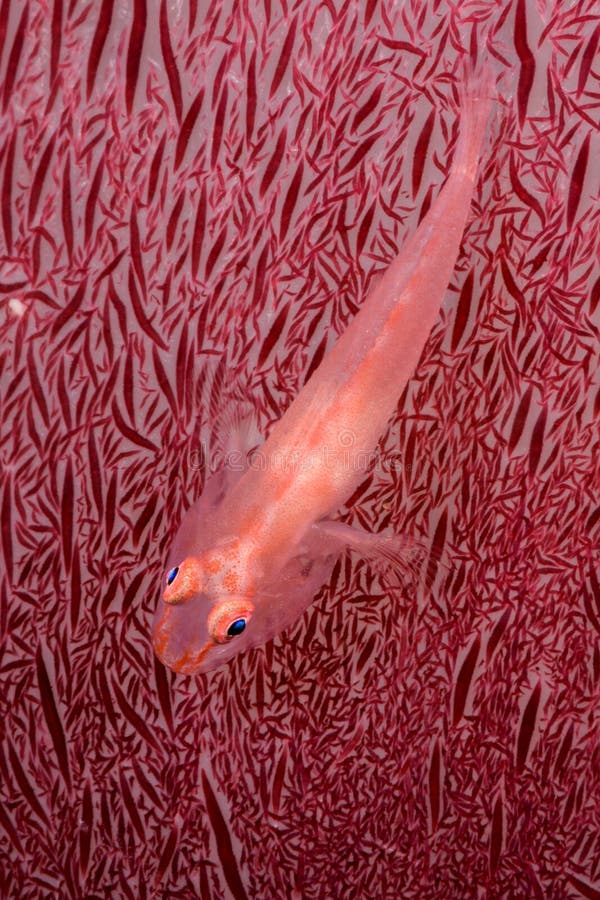 Soft coral ghostgoby fish stock image. Image of ocean - 220891777