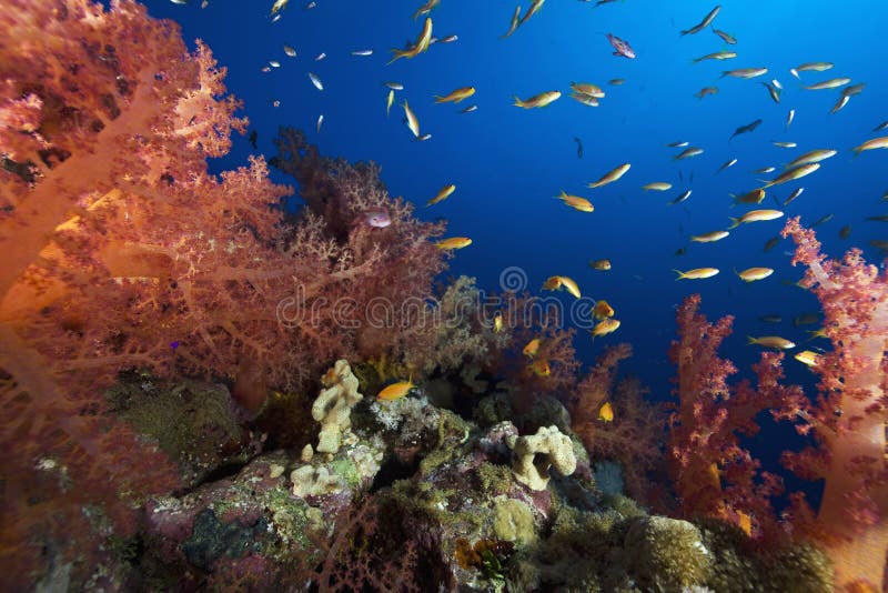 Soft coral, ocean and fish stock photo. Image of places - 7246316