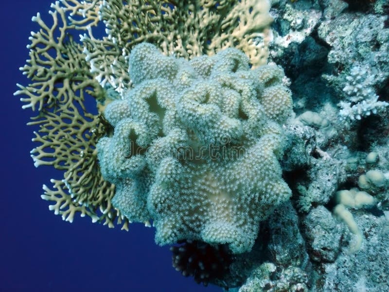 Soft coral polyp stock photo. Image of blue, ingrown, reef - 7106710
