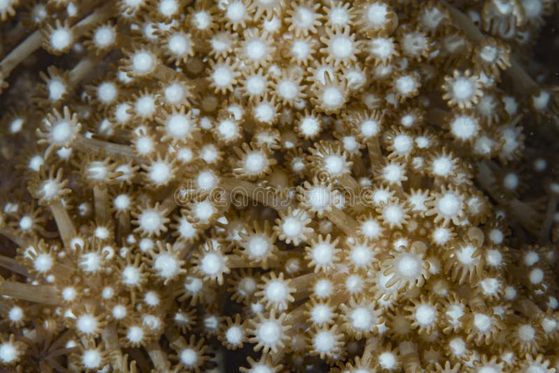 Soft Coral Polyps stock photo. Image of underwaterphotography - 209292496
