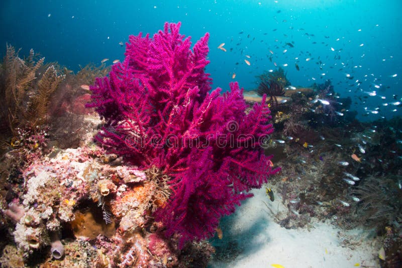 Soft coral stock photo. Image of nature, exploration - 74535448