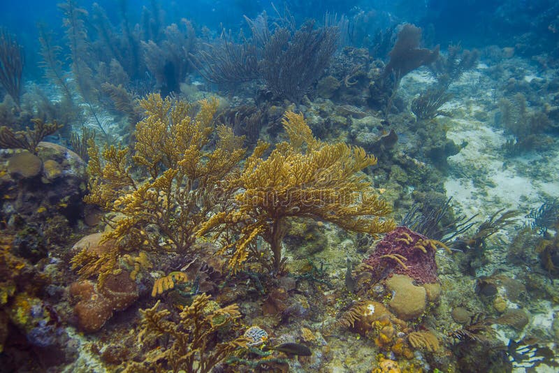 Soft coral reef stock image. Image of paradise, scuba - 120073571