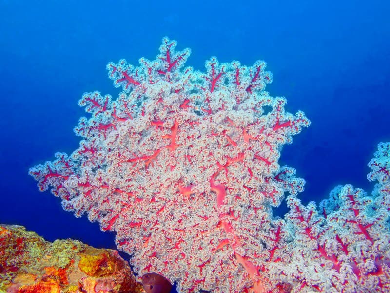 Soft coral stock photo. Image of diving, soft, polyp - 21667082