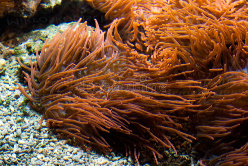 Soft corals stock photo. Image of anemonefish, color - 16145980