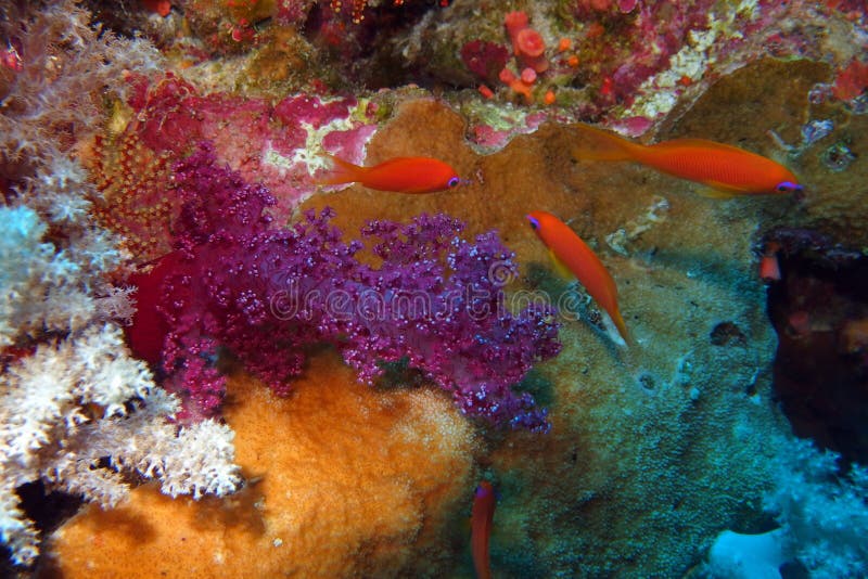 Soft Corals in Red Sea, Egypt Stock Photo - Image of shot, aquatic ...