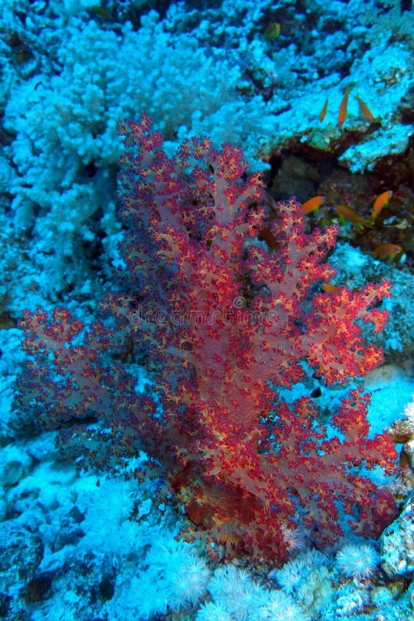 Soft Corals in Red Sea, Egypt Stock Image - Image of corals, deep ...