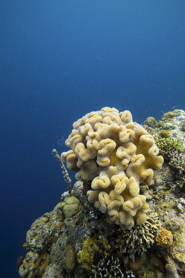Soft Corals Tropical Reef Underwater Stock Image - Image of indonesia ...