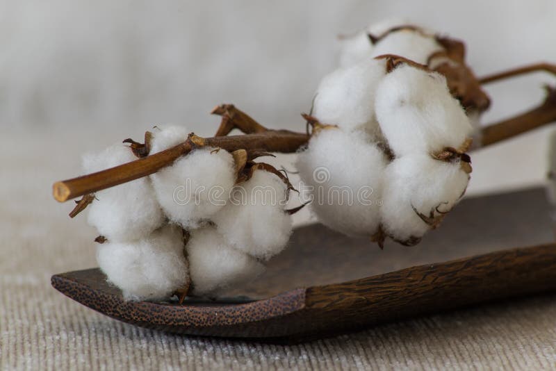 Soft cotton flowers stock photo. Image of branch, interior - 65284058