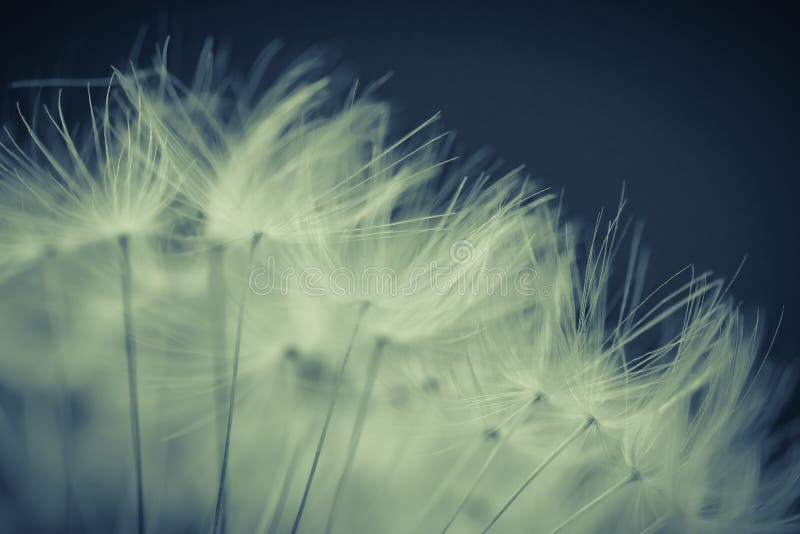 Soft dandelion flower stock image. Image of abstract - 18355733