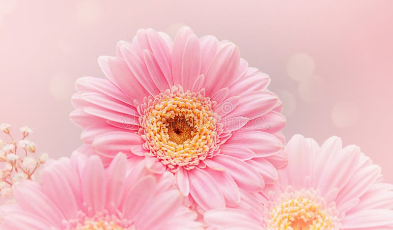 Soft Defocused Pink Gerbera Flowers on a Pink Background, with Soft ...
