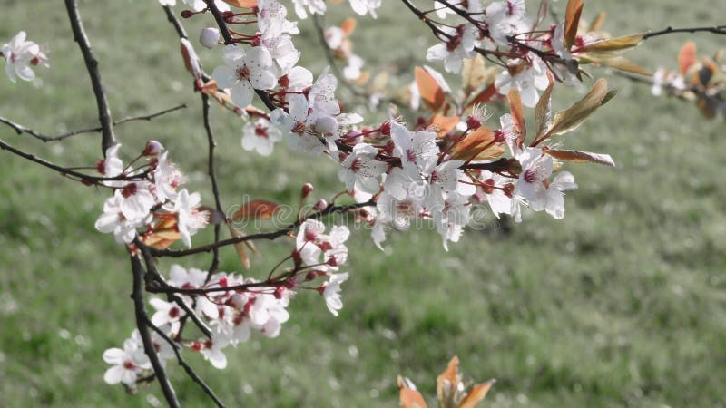 A Soft and Dreamy Pink Tree Bathed in the Glow of Early Spring Sunlight ...