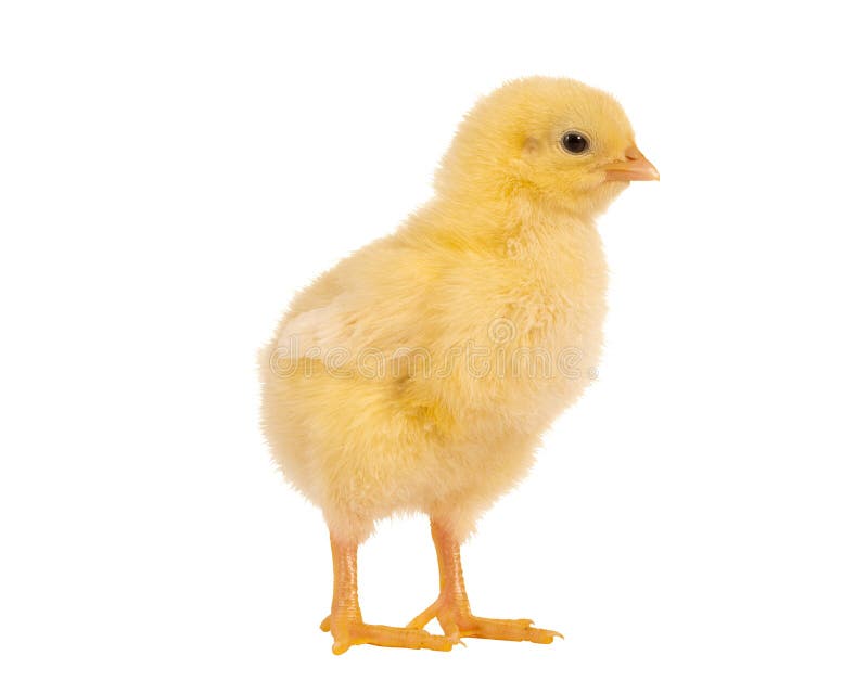 Easter chick isolated stock image. Image of greetings - 1983893