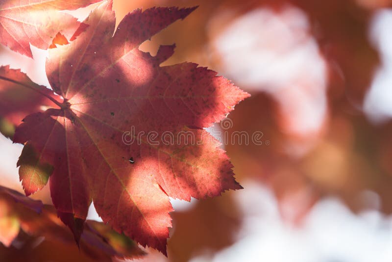 Soft Fall Colors stock photo. Image of soft, nature, branch - 96845974