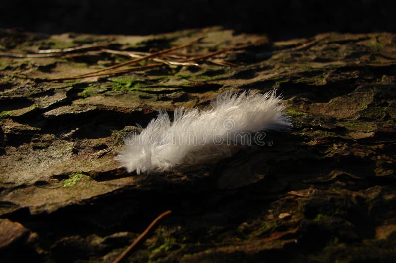 Feather and Leaves stock photo. Image of fall, stem, floor - 450856