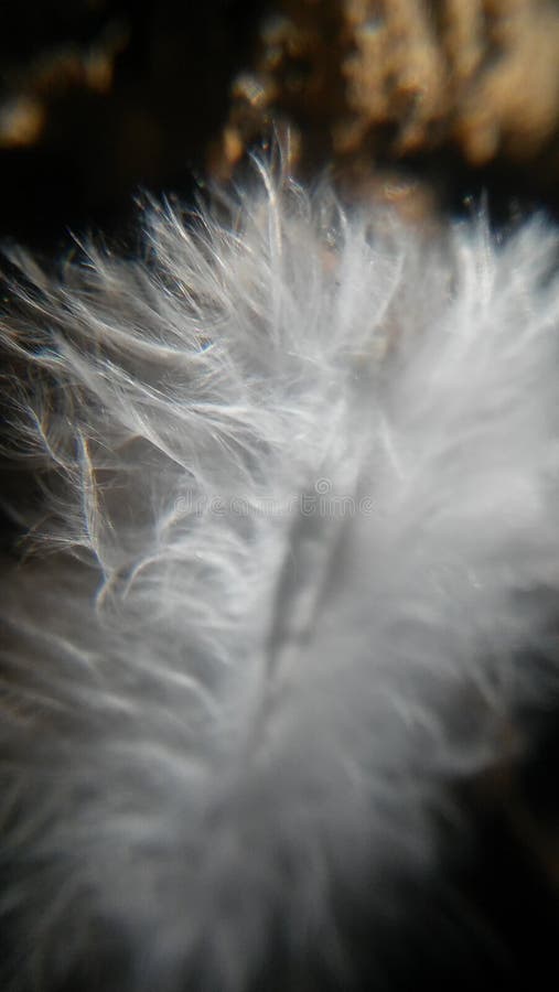 Soft feather on the ground stock image. Image of winter - 205141217