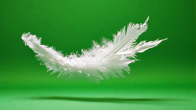 Soft Feathers Captured Midfall Creating a Serene Scene. Green Screen ...