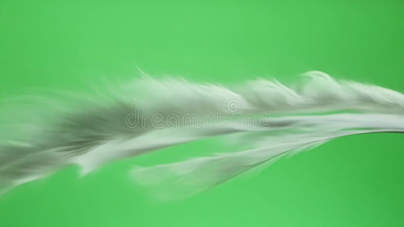 Soft Feathery Accents Intersect in a Rhythmic Dance Evoking the ...