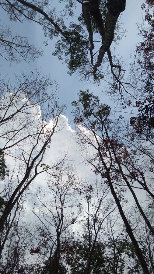Soft Feeling from the Jungle Stock Image - Image of cloud, flower ...