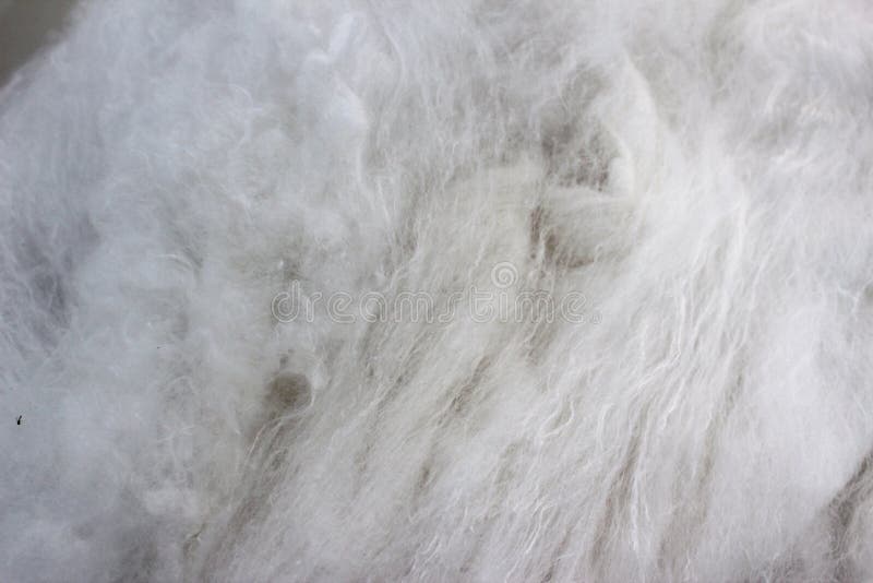 Soft fiber for silk. stock photo. Image of silk, grain - 96152062