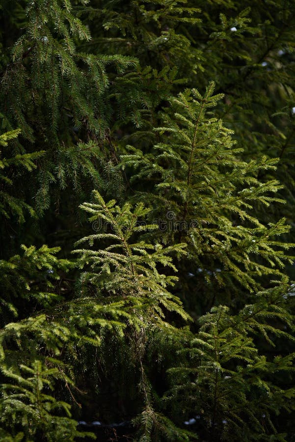 Soft Fir Branches in the Spots of the Sunlight Stock Image - Image of ...