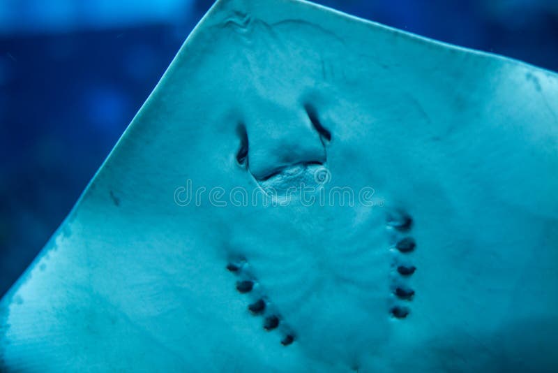 Stingray Underside Photos - Free & Royalty-Free Stock Photos from ...