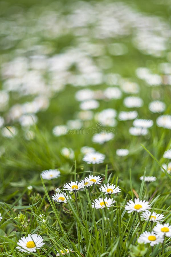 Soft Floral Background with Daisy Stock Photo - Image of fresh, petal ...