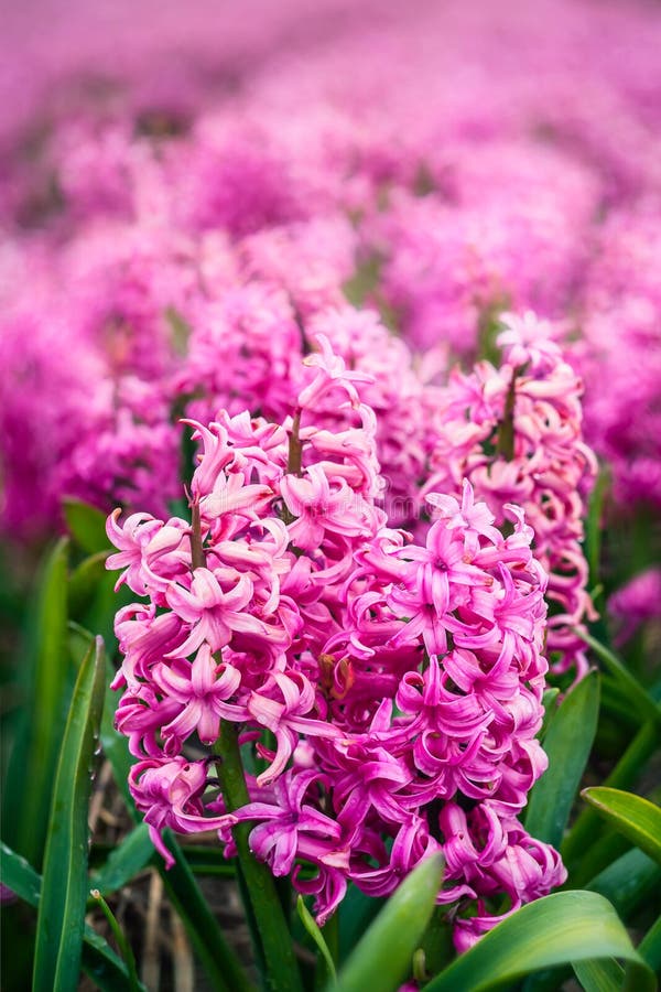 Soft Floral Background with Hyacinth Stock Image - Image of birthday ...