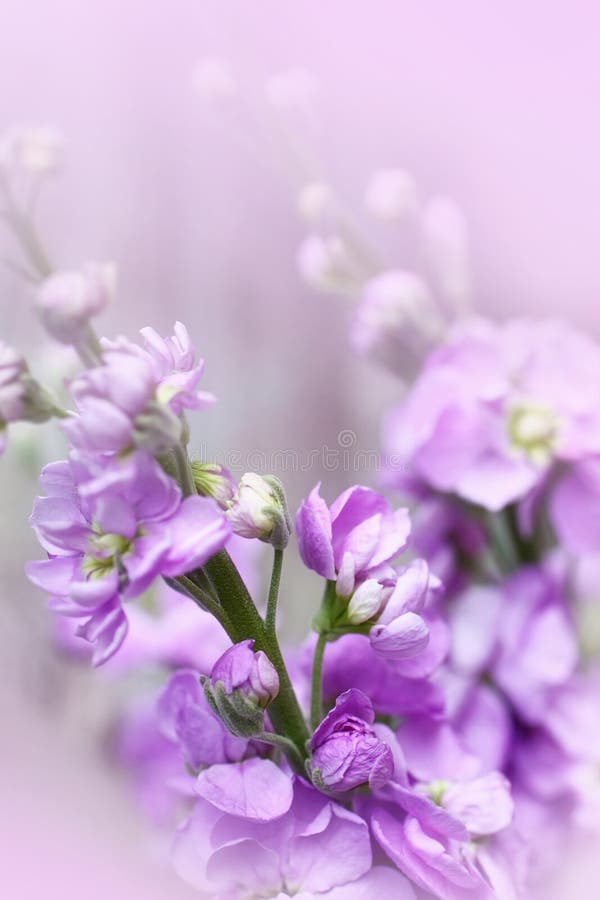 Soft floral background stock image. Image of nature, petal - 31335453