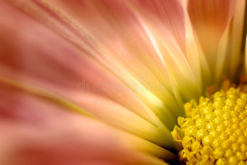 Soft Flower stock image. Image of magnification, magnify - 8278343