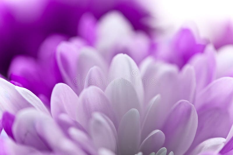 Soft Flower stock photo. Image of nature, pretty, purple - 8655552