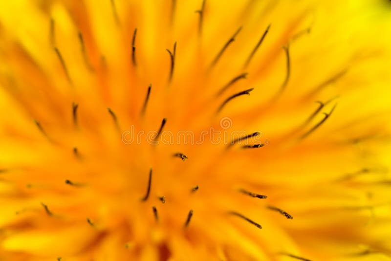 Soft Flower Background Picture. Image: 5446169