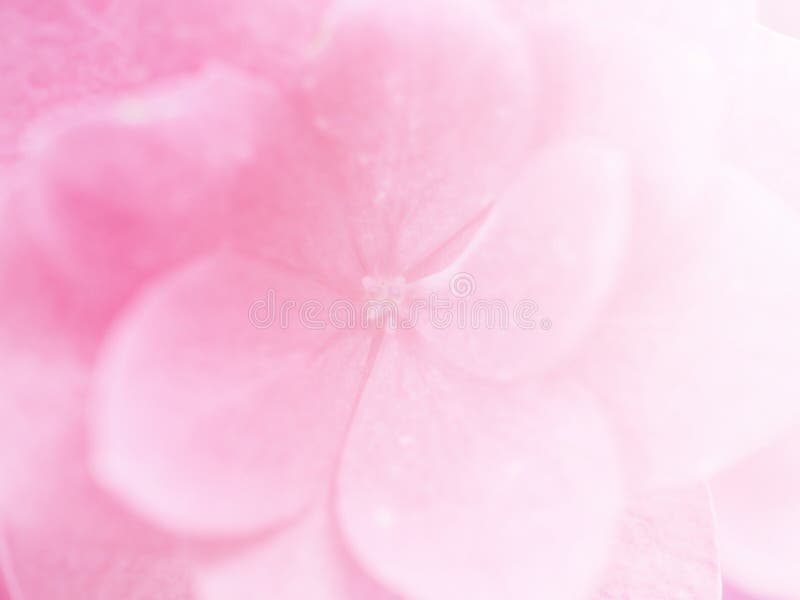 Soft Focus of Pink Flower Background Stock Image - Image of colors ...