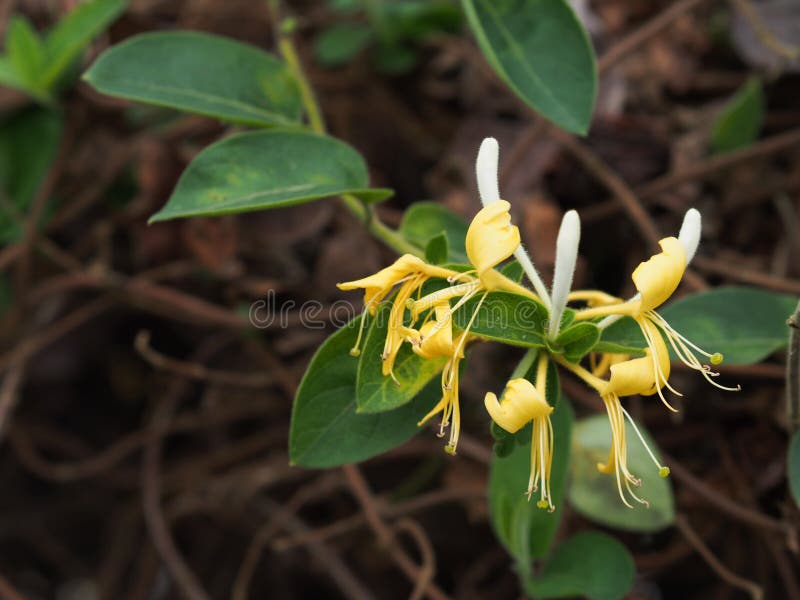 A soft flower stock image. Image of rattan, natural, yellow - 31100159