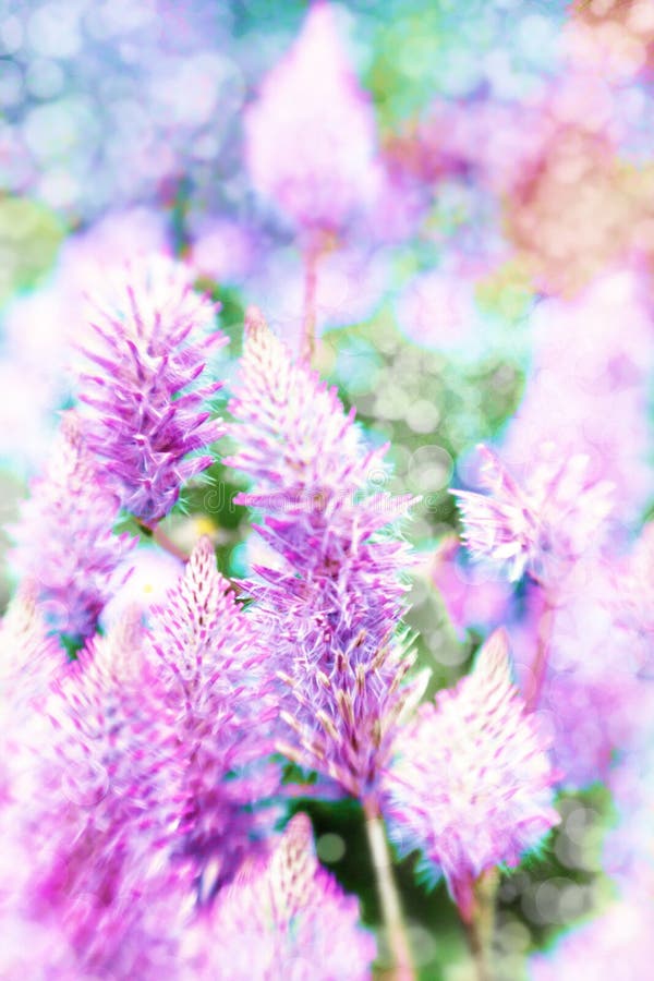 Soft flowers stock image. Image of fantasy, focus, colorize - 22402915