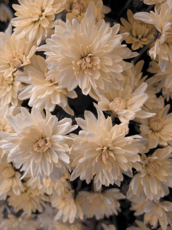 Soft Flowers stock image. Image of garden, flowers, summer - 58263181